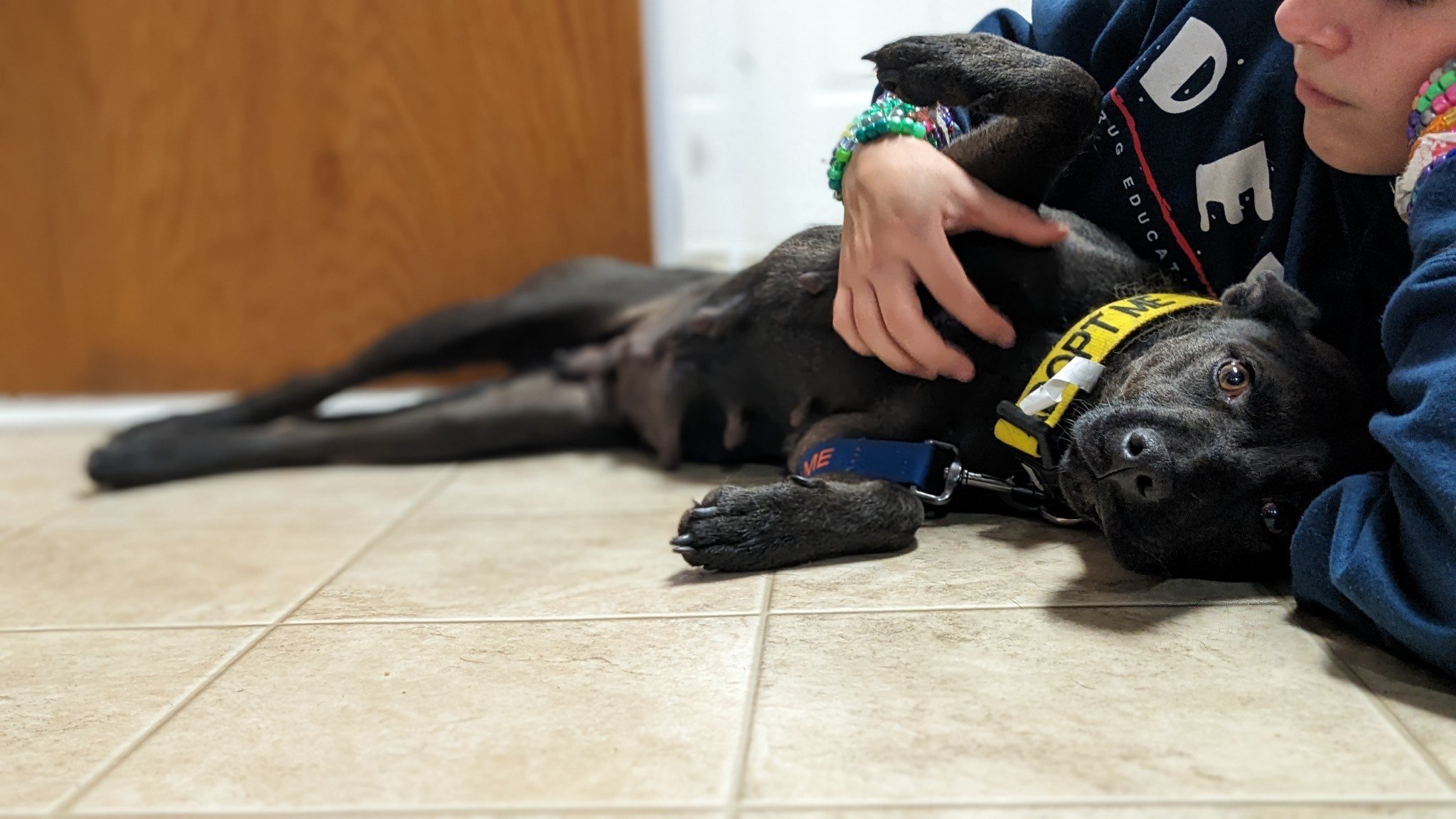 Organizations employ creative ways to find homes for animals - Augusta ...