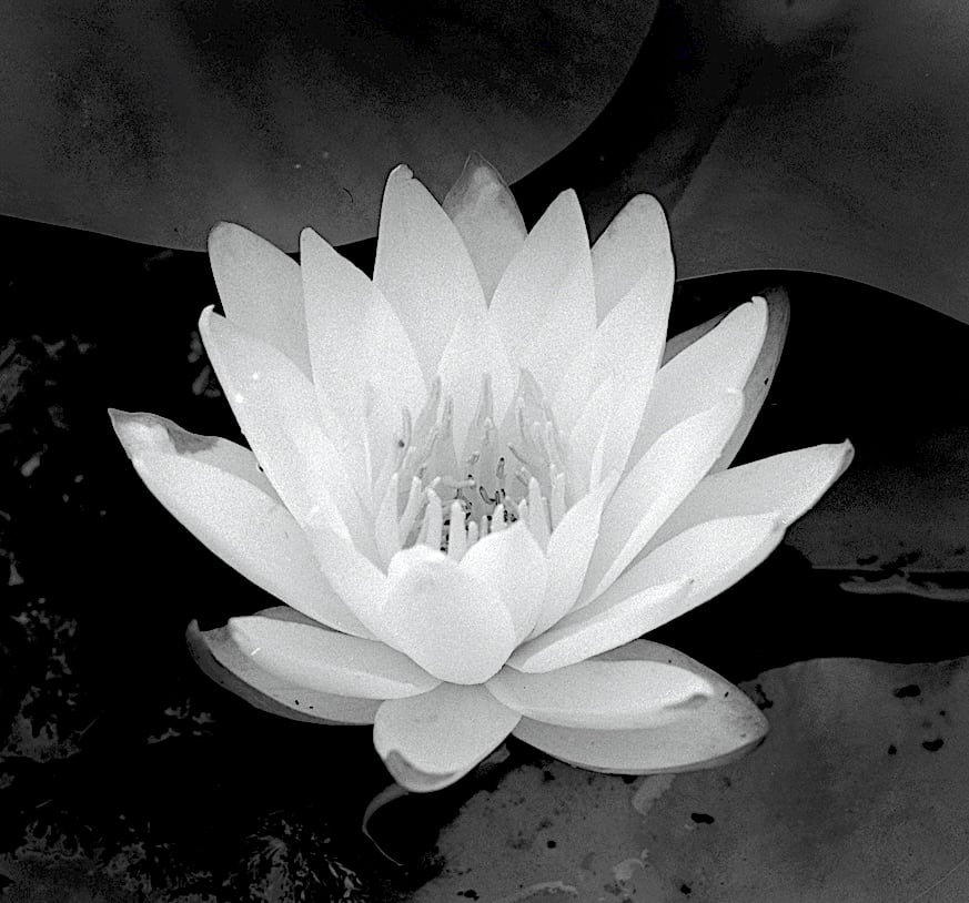 ArtScape: Albertin talks Okefenokee photos Dec. 21 at CANDL - Augusta ...