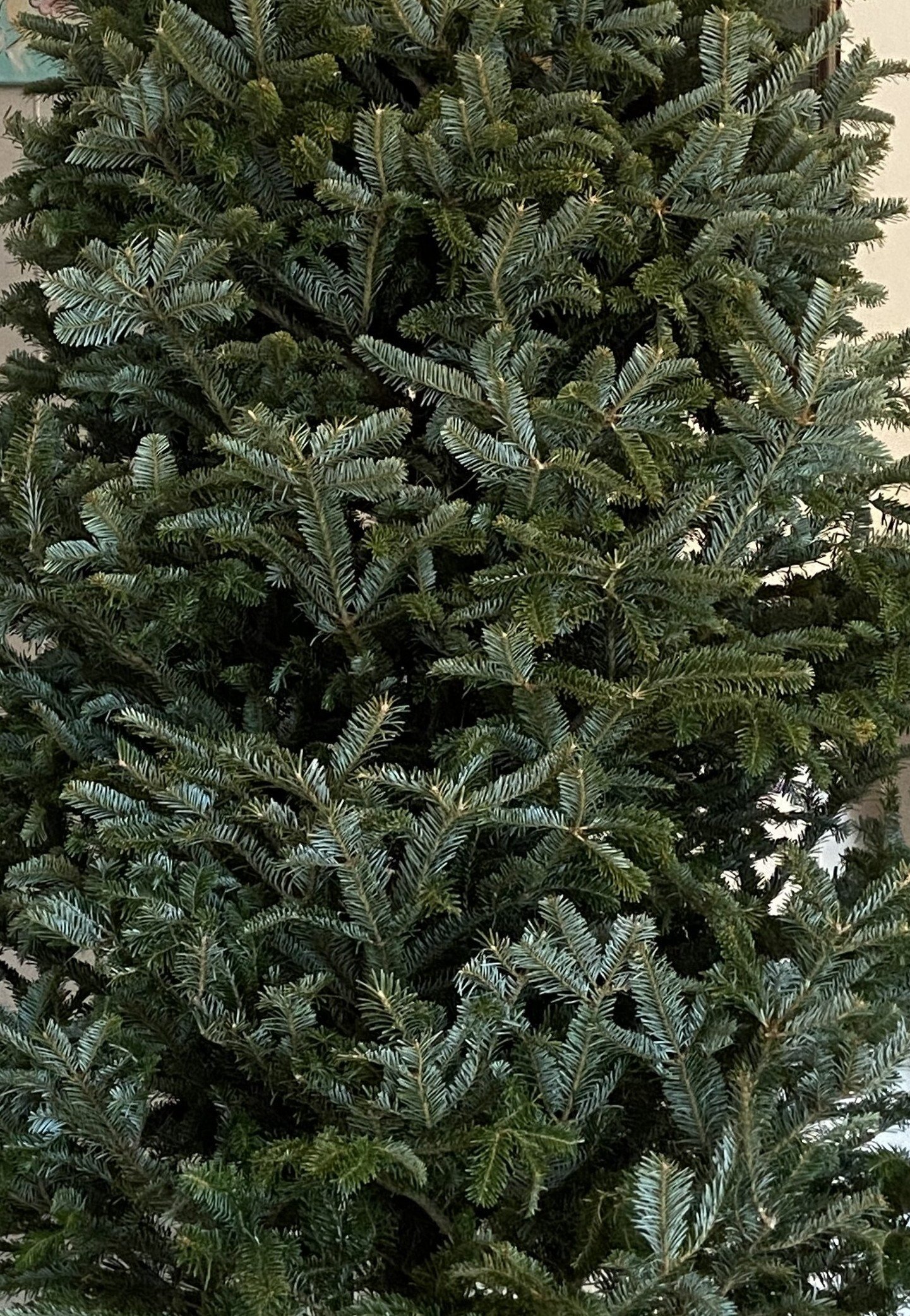 Christmas trees enhance fish habitat at the lake - Augusta Good News