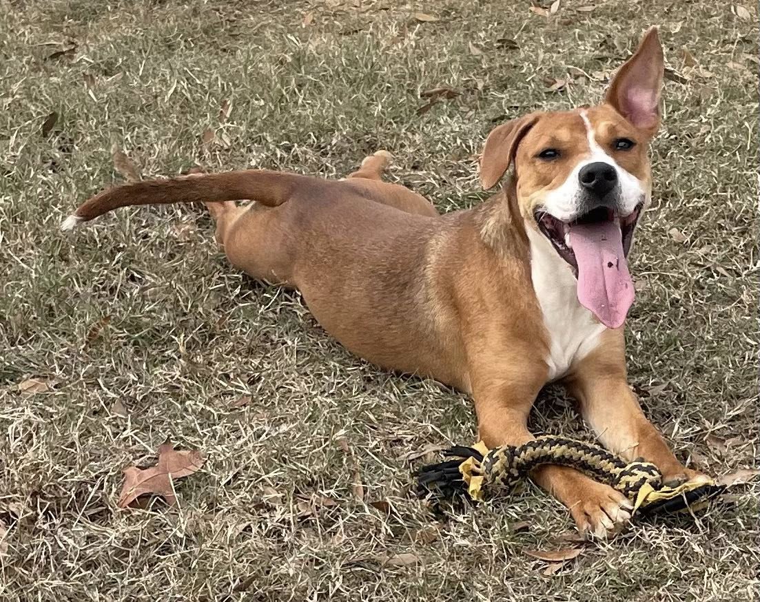 Give a pet a home for the holidays - Augusta Good News